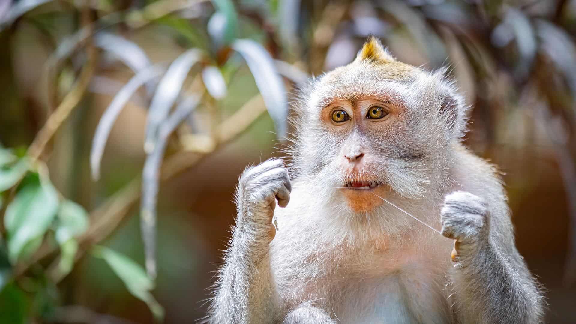 Canggu Digital Nomad Guide-Personal Experience! - OUT AND BEYOND