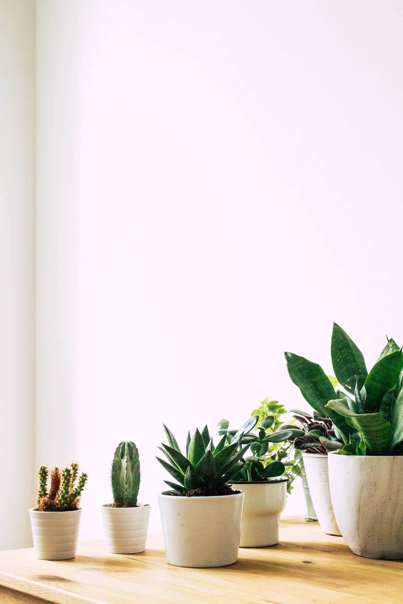Selling Plants On Etsy (My Ultimate Guide in 2023) - OUTANDBEYOND