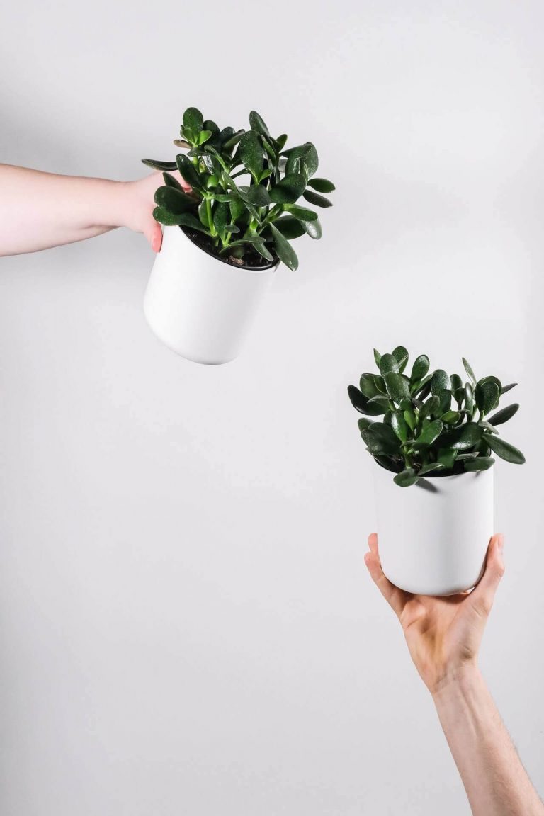 Selling Plants On Etsy (6 Simple Steps!)