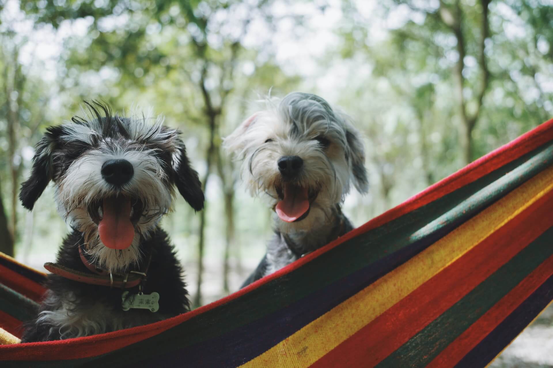 How To Become A Professional House Sitter [For Newbies!]