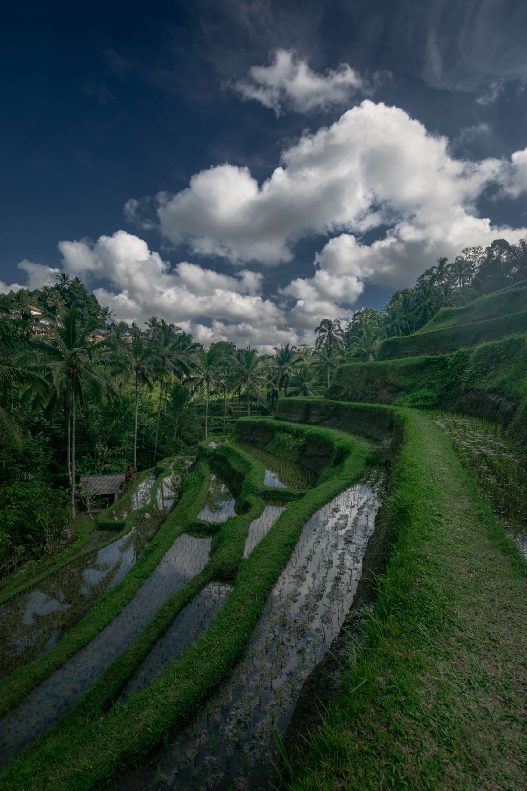 Canggu Digital Nomad Guide-Personal Experience! - OUT AND BEYOND