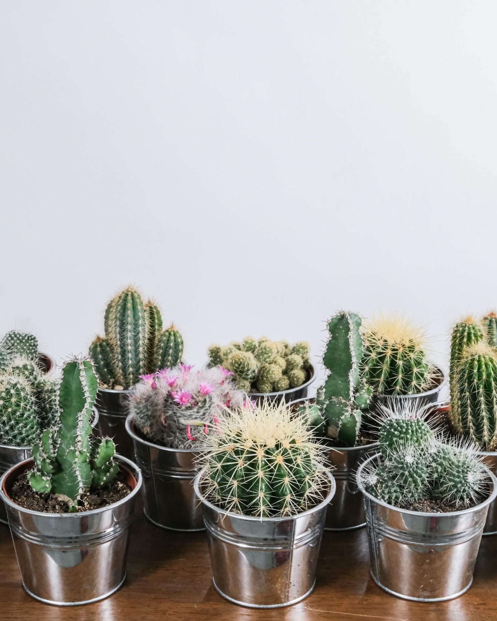 Selling Plants On Etsy (6 Simple Steps!)