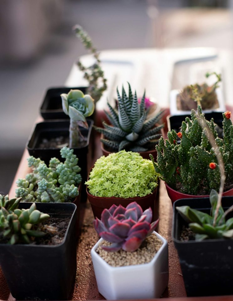 Selling Plants On Etsy (6 Simple Steps!)